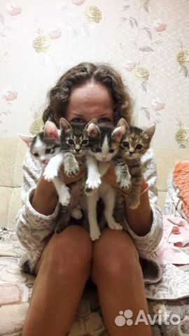Котята от мышеловки