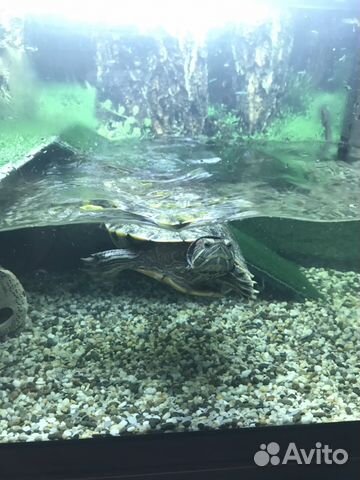 Красноухая черепаха+ все оборудование