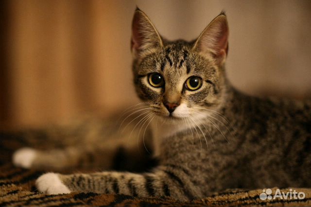 Отдам двух шикарных котиков