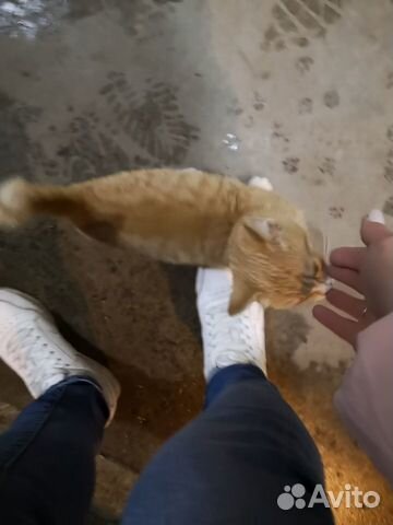 Отдам котенка