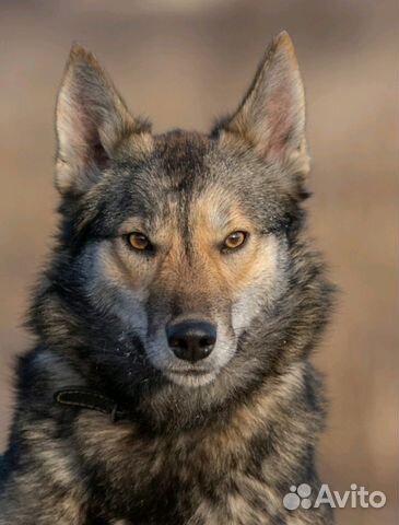 Метис лайки девочка 1 год. Супер характер