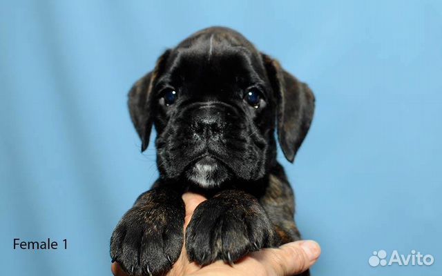 Чернявая красавица боксерка