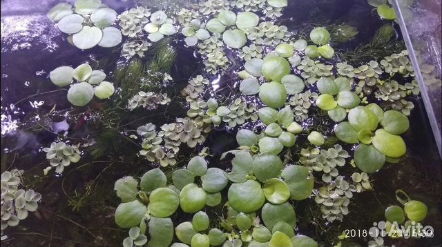 Растения прополка