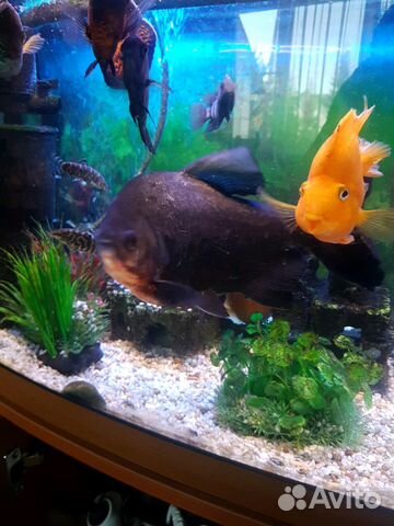 Пиранья травоядная