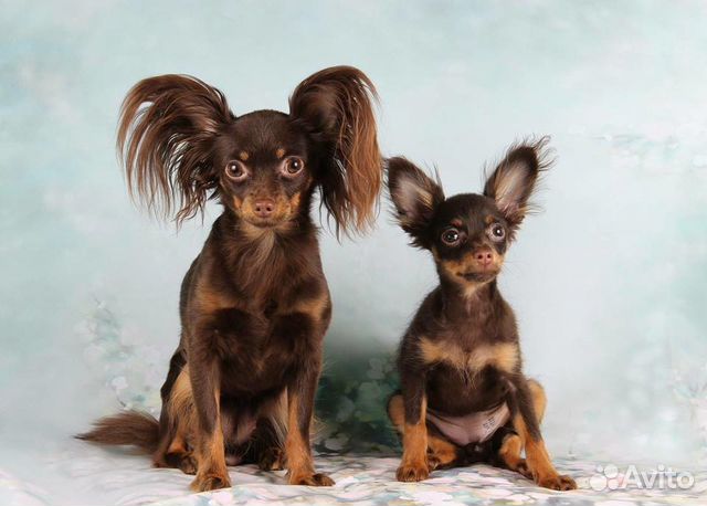 Охрана для кармана