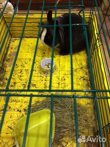 Отдам ангарского кролика