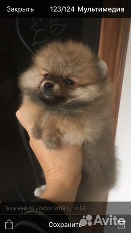 Мини мальчик Померанского шпица