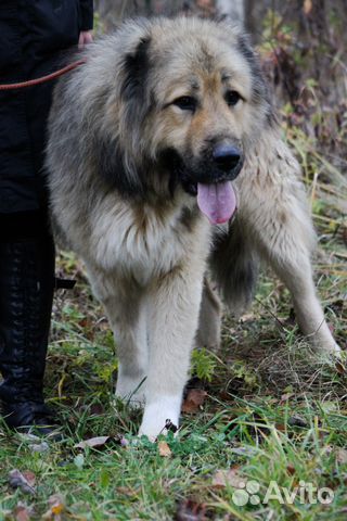 Молодой, породный кобель Кавказской овчарки в дар