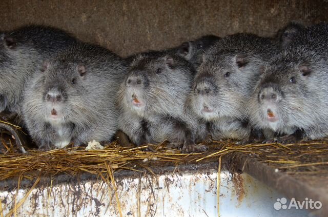 Молодняк нутрий