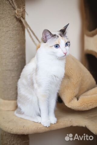 Кошечка Шурочка