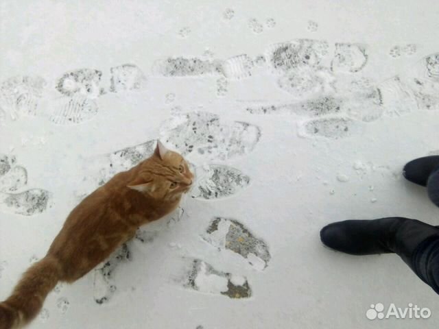 Подарите сироте Рыжику дом