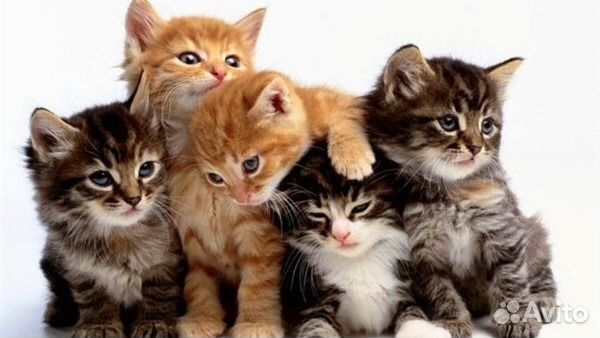 Прелестный котенок