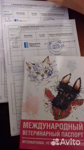 Стаффордширский терьер