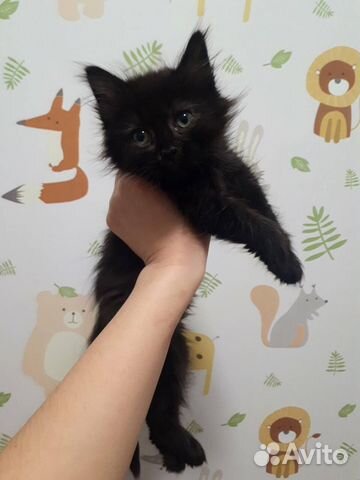 Котёнок 1,5-2месяца