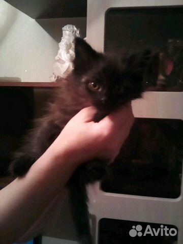 Котенок мальчик к лоточку приучен