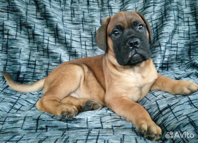 Щенки бульмастифа