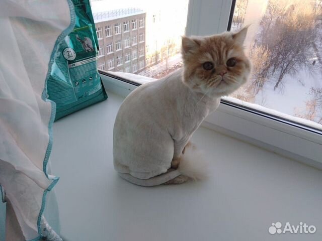 Вязка персидского кота