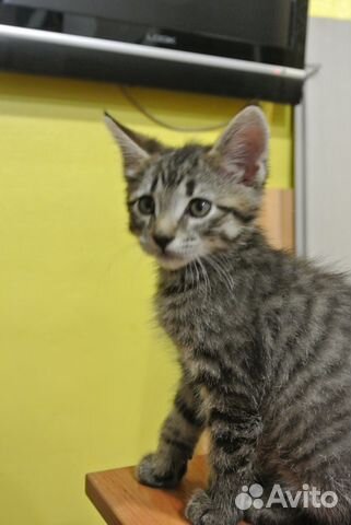 Котёнок метис мэйн кун