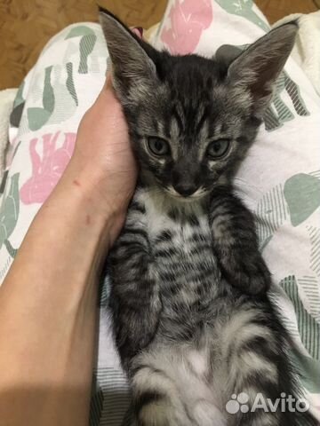 Саванна