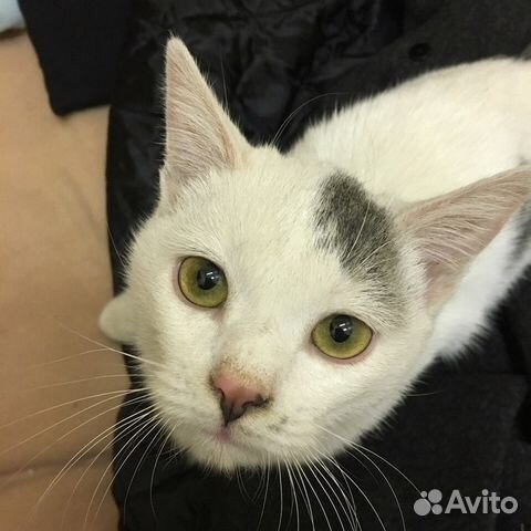 Плюшевый, ласковый котенок Изюм в добрые руки