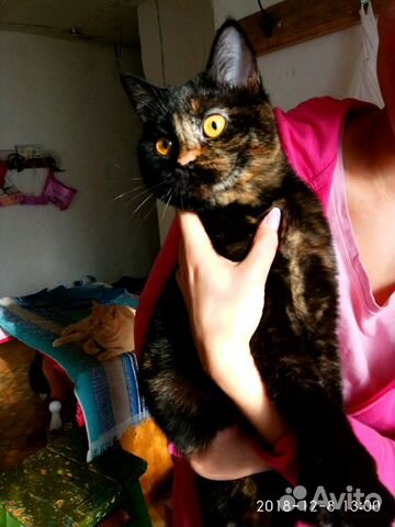 Кошечка Ляля