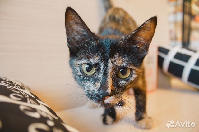 Кошечка Мэги, 6 месяцев