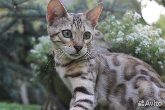 Бенгальская