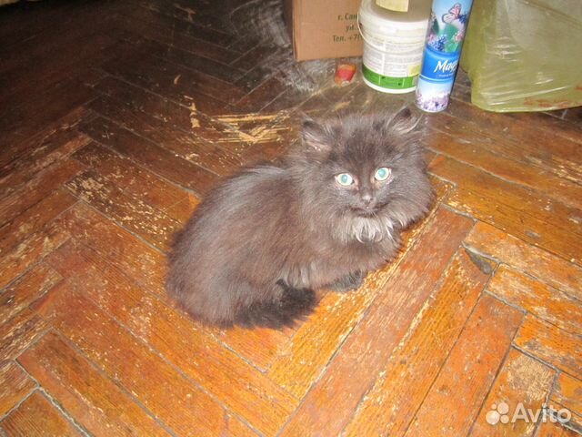 Котята - брат и сестричка