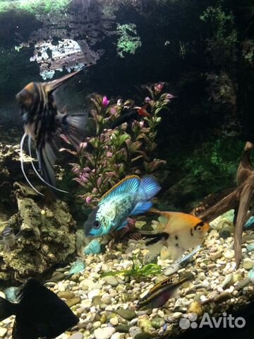 Продам 3-х рыбок