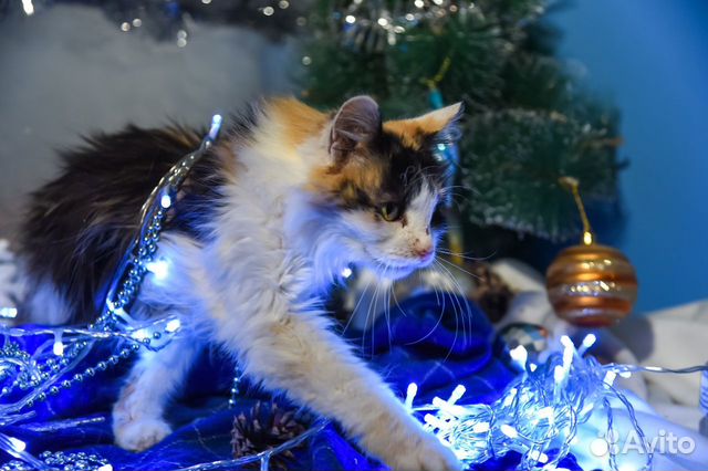 Анфиса ищет дом