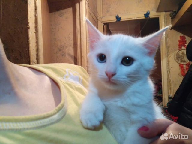 Белые с разным цветом глаз као мани