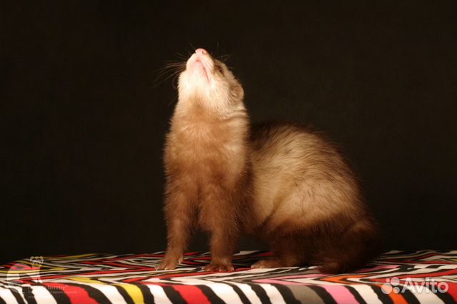 Хорек, девочка (2 года, стерилизована)