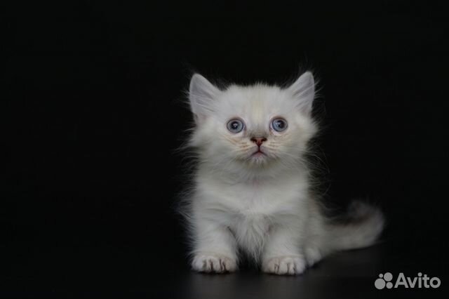 Наполеон на коротких лапках