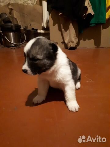 Щенки Западно-Сибирской лайки