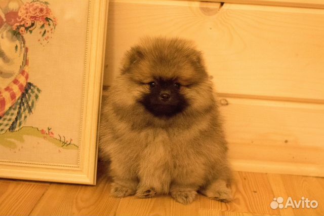 Плюшевый медвежонок