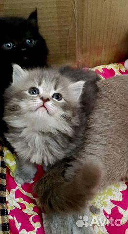 Котята пушистые