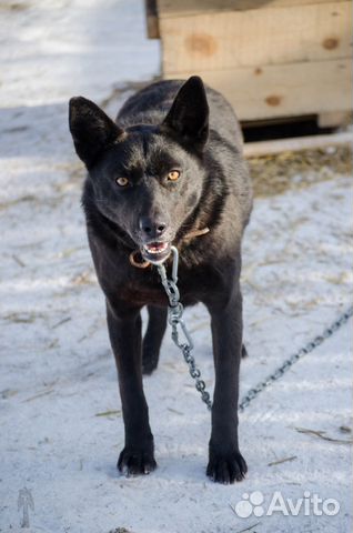 Чарли в поисках дома