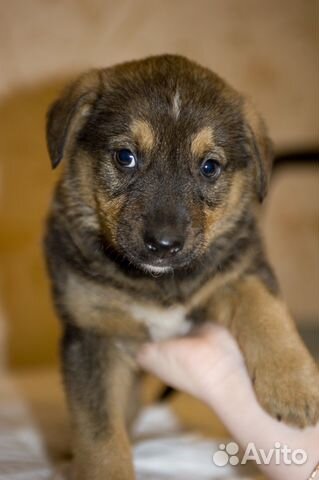 Забавный мальчишка Каштан