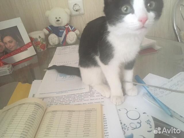 Котенок в добрые руки