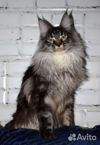 Шикарный кот Мейн-кун