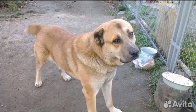 Среднеазиатская овчарка