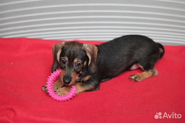 Такса жесткошерстная