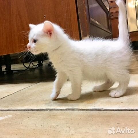 Белоснежная малышка