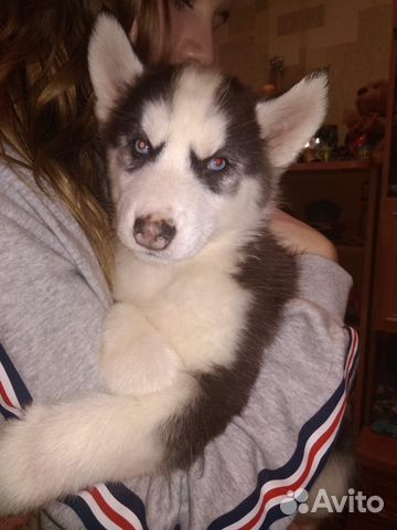 Продам хаски