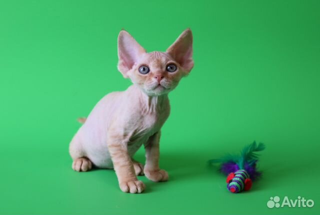 Солнечный котик девон-рекс