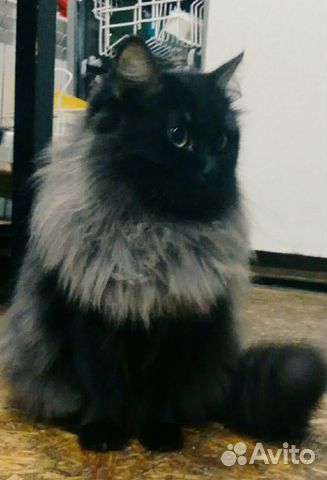 Кошечка в добрые руки