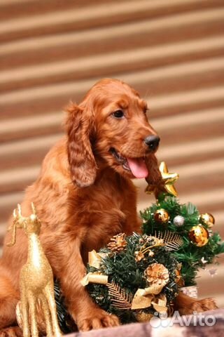 Ирландский сеттер Мальчик супер