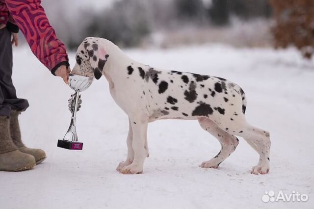 Великолепные щенки немецкого дога
