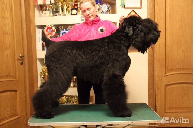 Продается Щенок Русского Чёрного Терьера