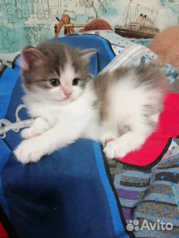 Котенок в добрые руки